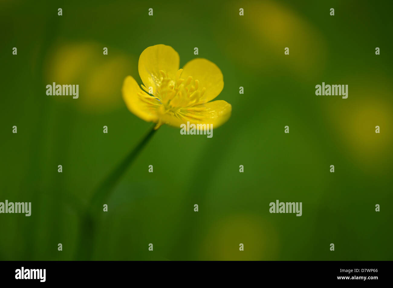 Spring flowers buttercups hi-res stock photography and images - Alamy