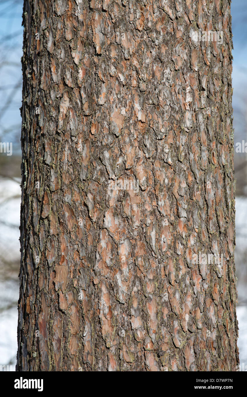 Isolated pine tree trunk ( pinus sylvestris ) , Finland Stock Photo - Alamy
