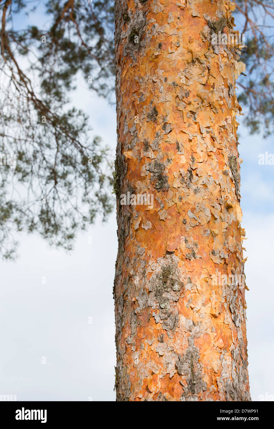 Isolated pine tree trunk ( pinus sylvestris ) , Finland Stock Photo - Alamy