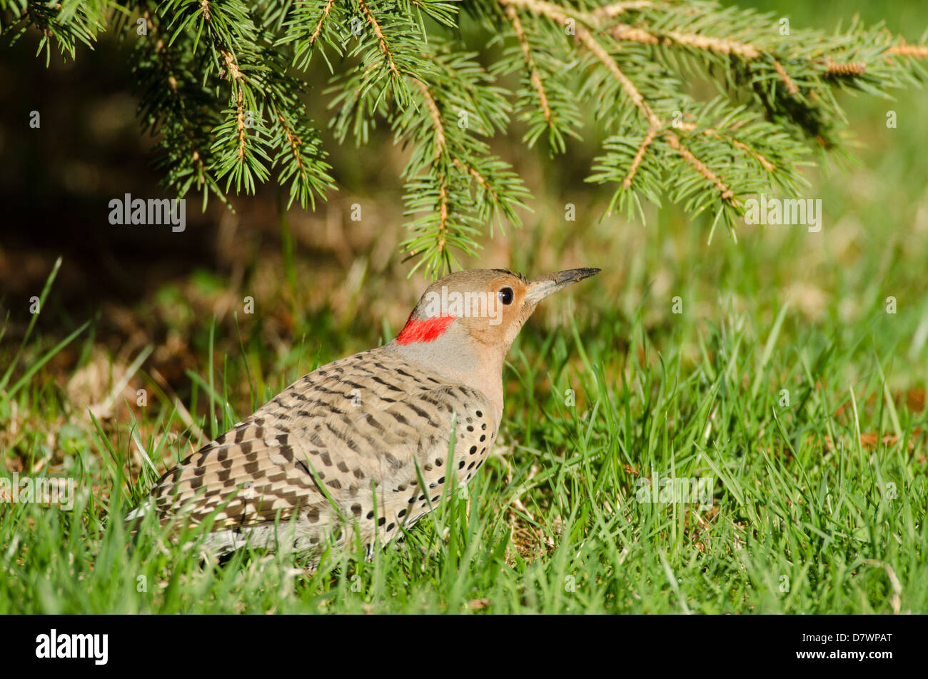 Northern flicker bird hi-res stock photography and images - Alamy