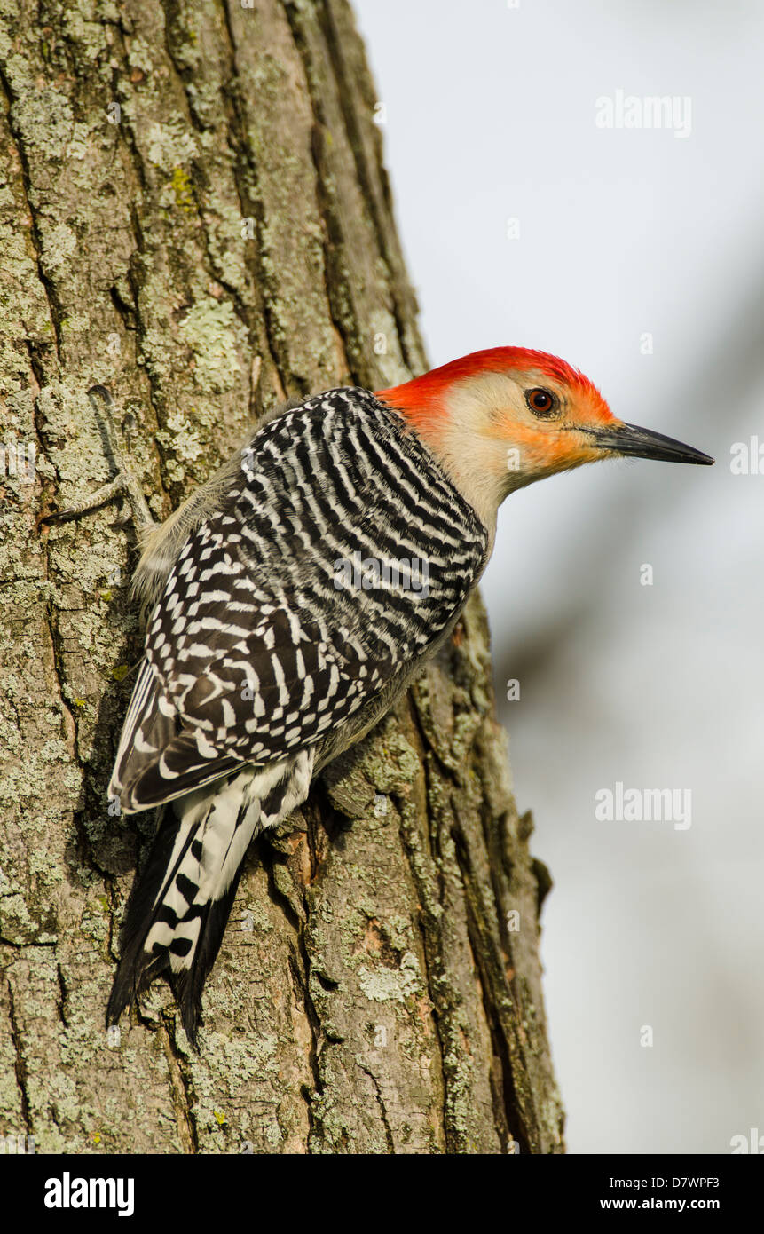 Red Bellied Woodpecker Stock Photo - Alamy