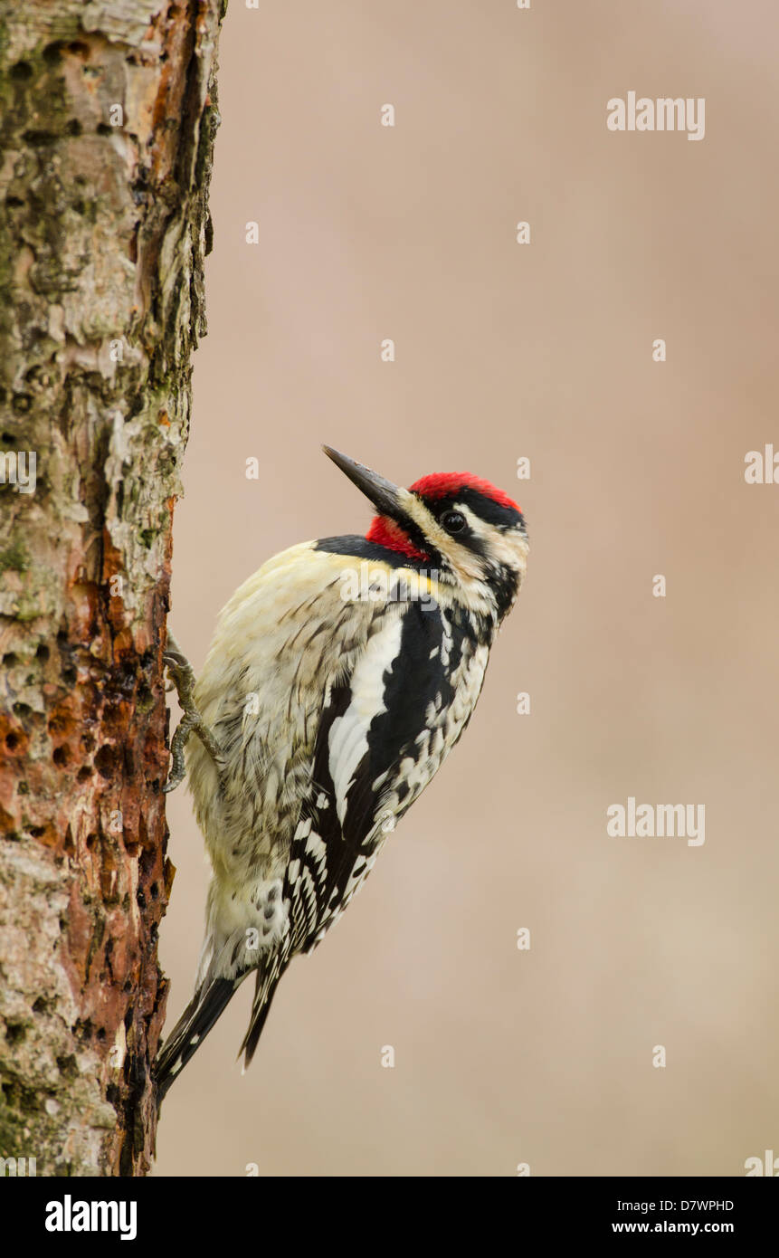 Yellow Bellied Sapsucker Stock Photo - Alamy