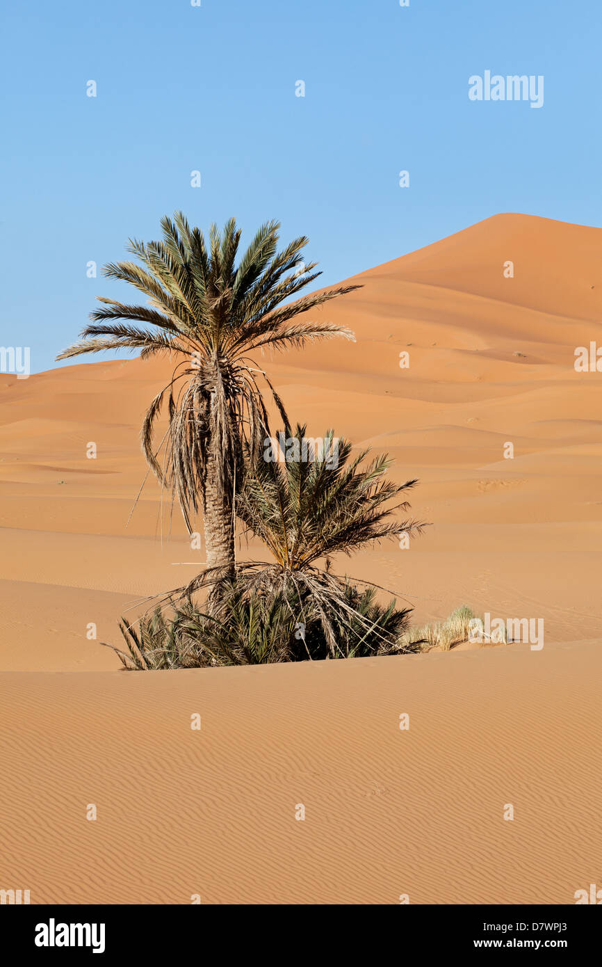 Sahara: Palm Trees and Dunes Stock Photo - Alamy