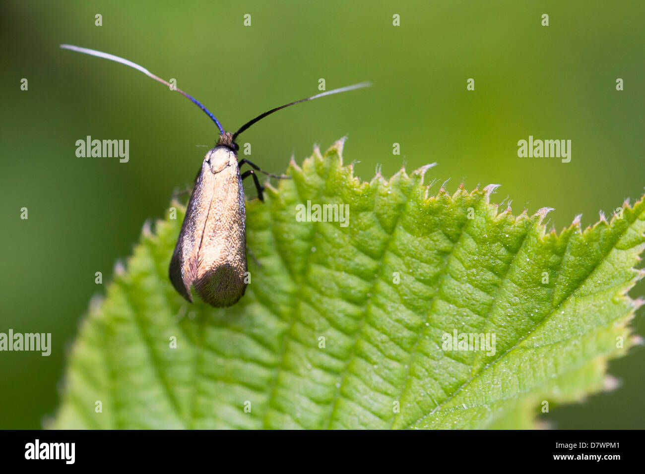 Fairy longhorn Moth - Adela reaumurella (female Stock Photo - Alamy