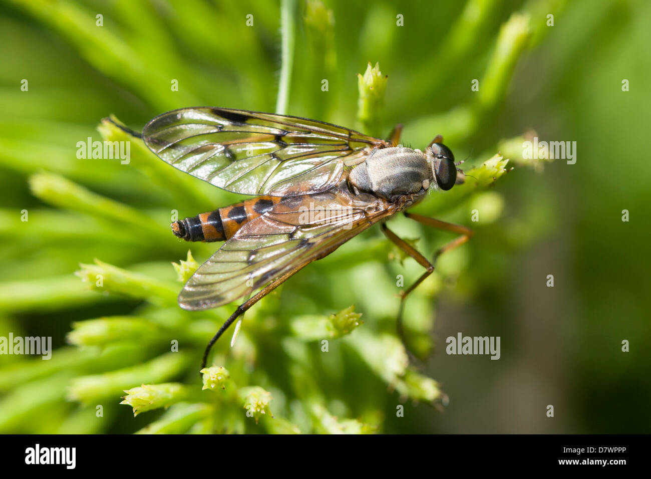 Snipe flies hi-res stock photography and images - Alamy
