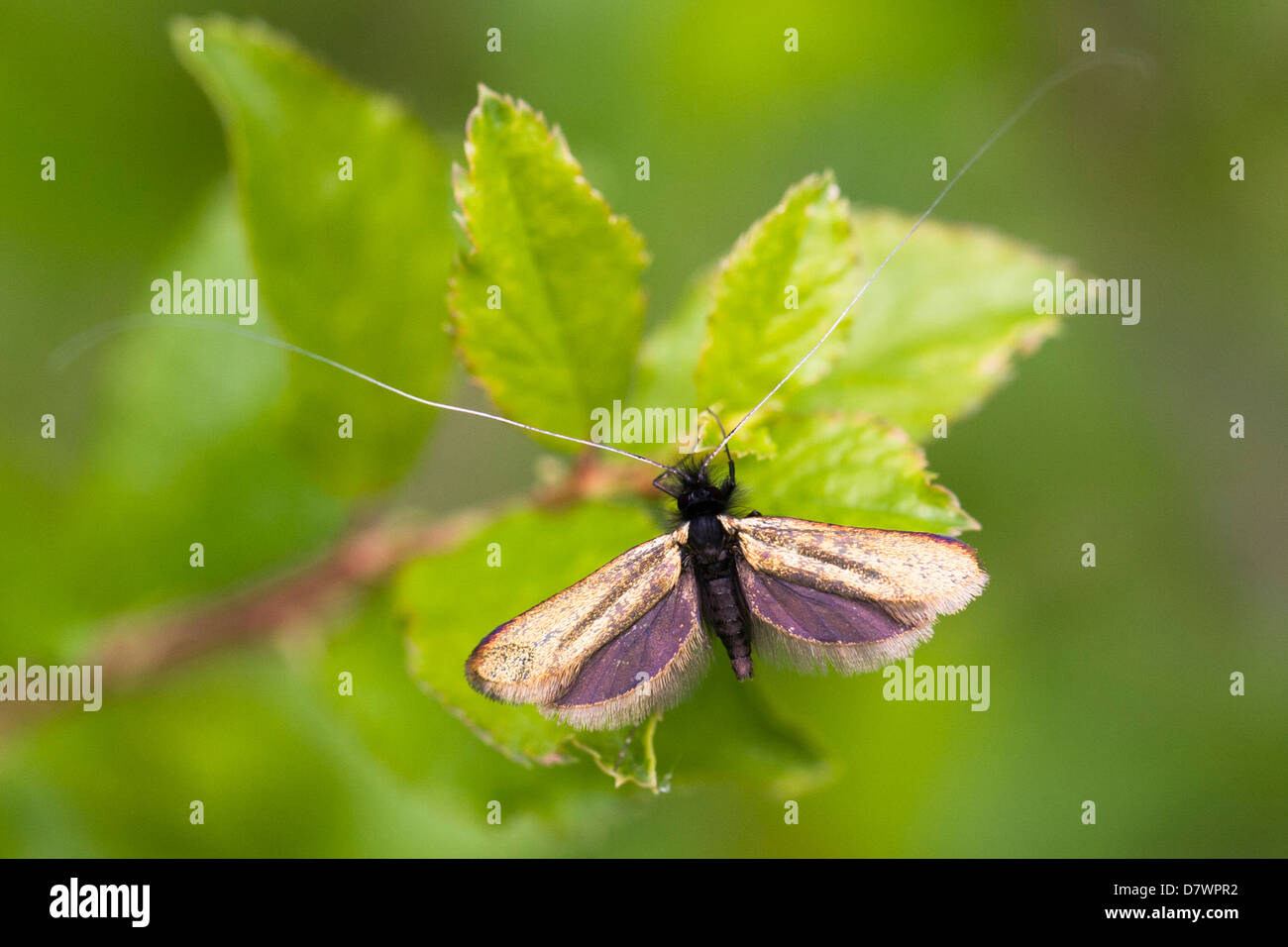 Fairy longhorn moth - Adela reaumurella (male Stock Photo - Alamy