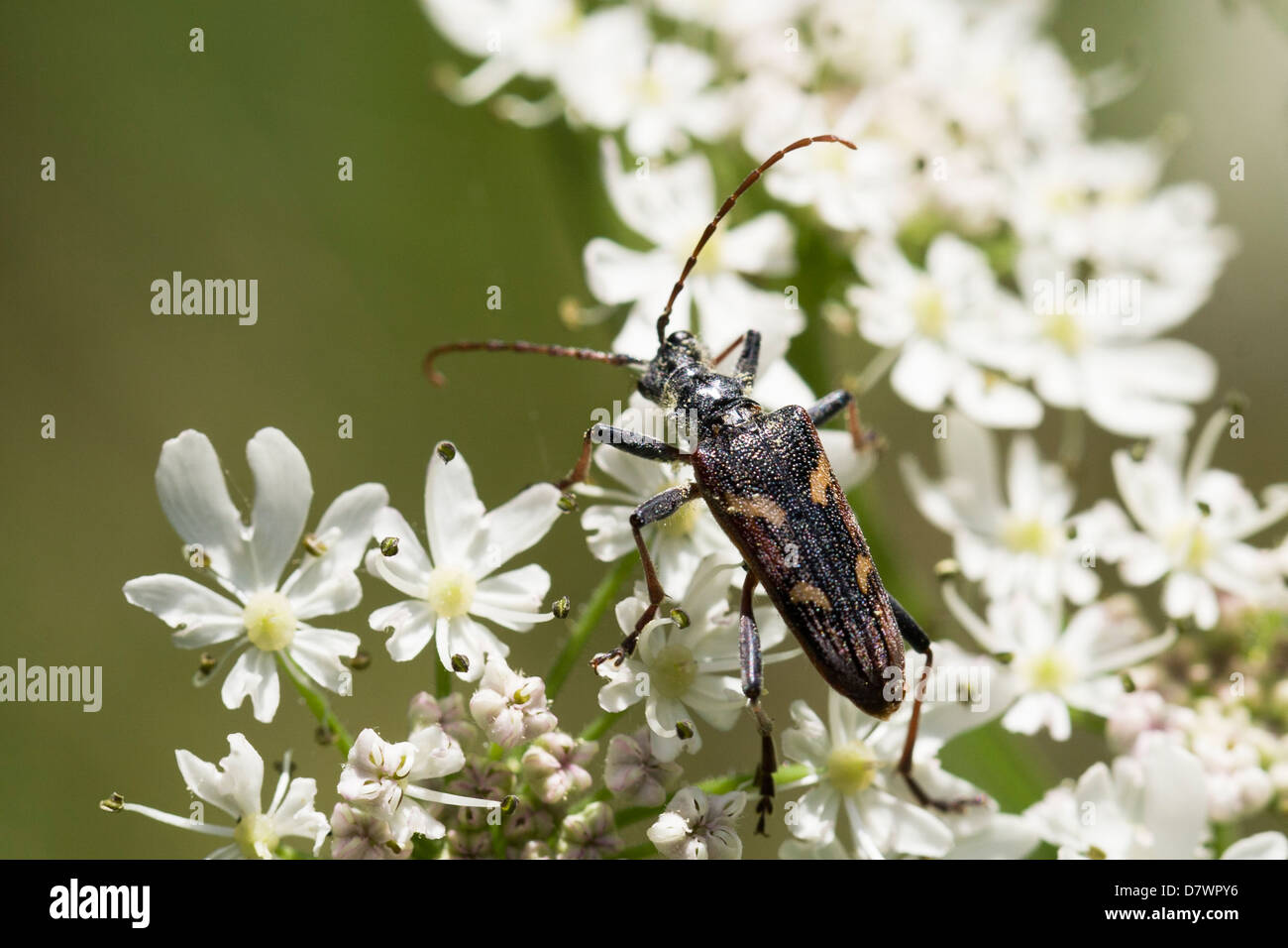 Male longhorn beetle hi-res stock photography and images - Alamy