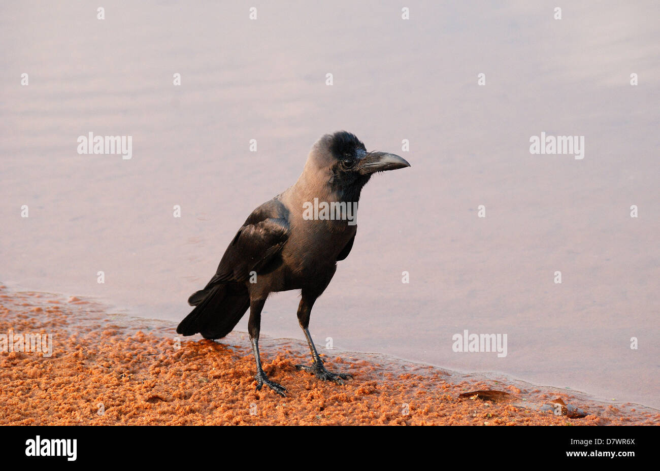 crow ; one of the common birds in india Stock Photo - Alamy