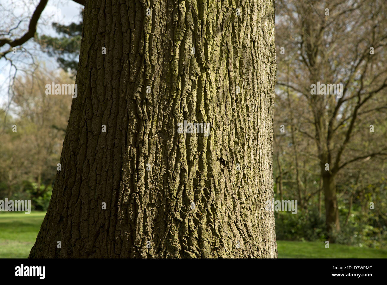 Tree trunk close up showing pattern Stock Photo - Alamy
