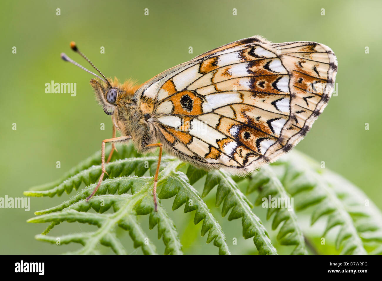 Small Pearl-bordered Fritillary - Boloria selene Stock Photo - Alamy
