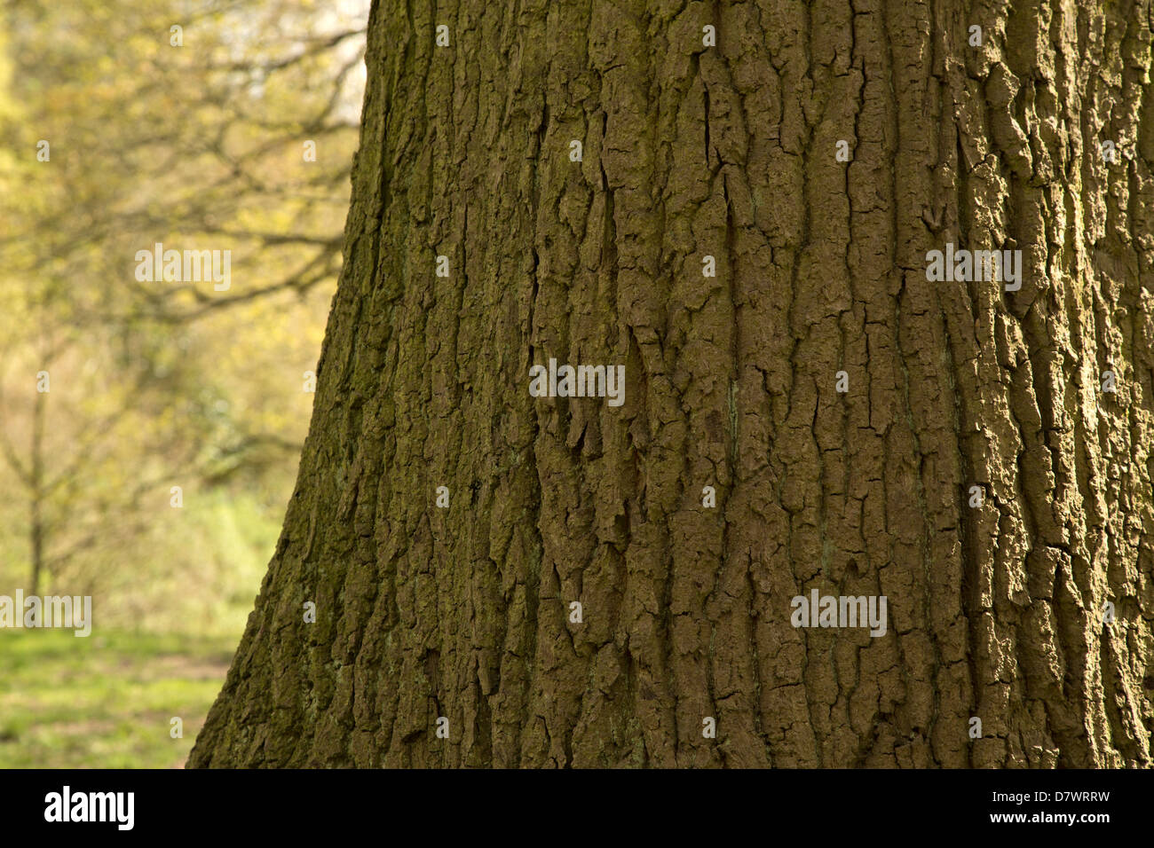 Tree trunk close up showing pattern Stock Photo - Alamy