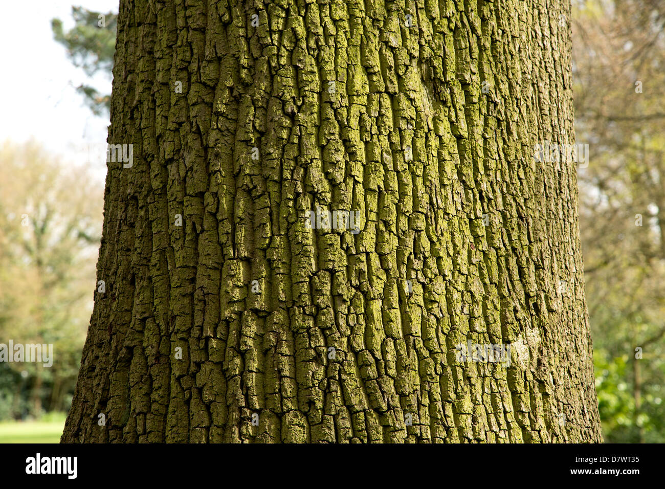 Tree trunk close up showing pattern Stock Photo - Alamy