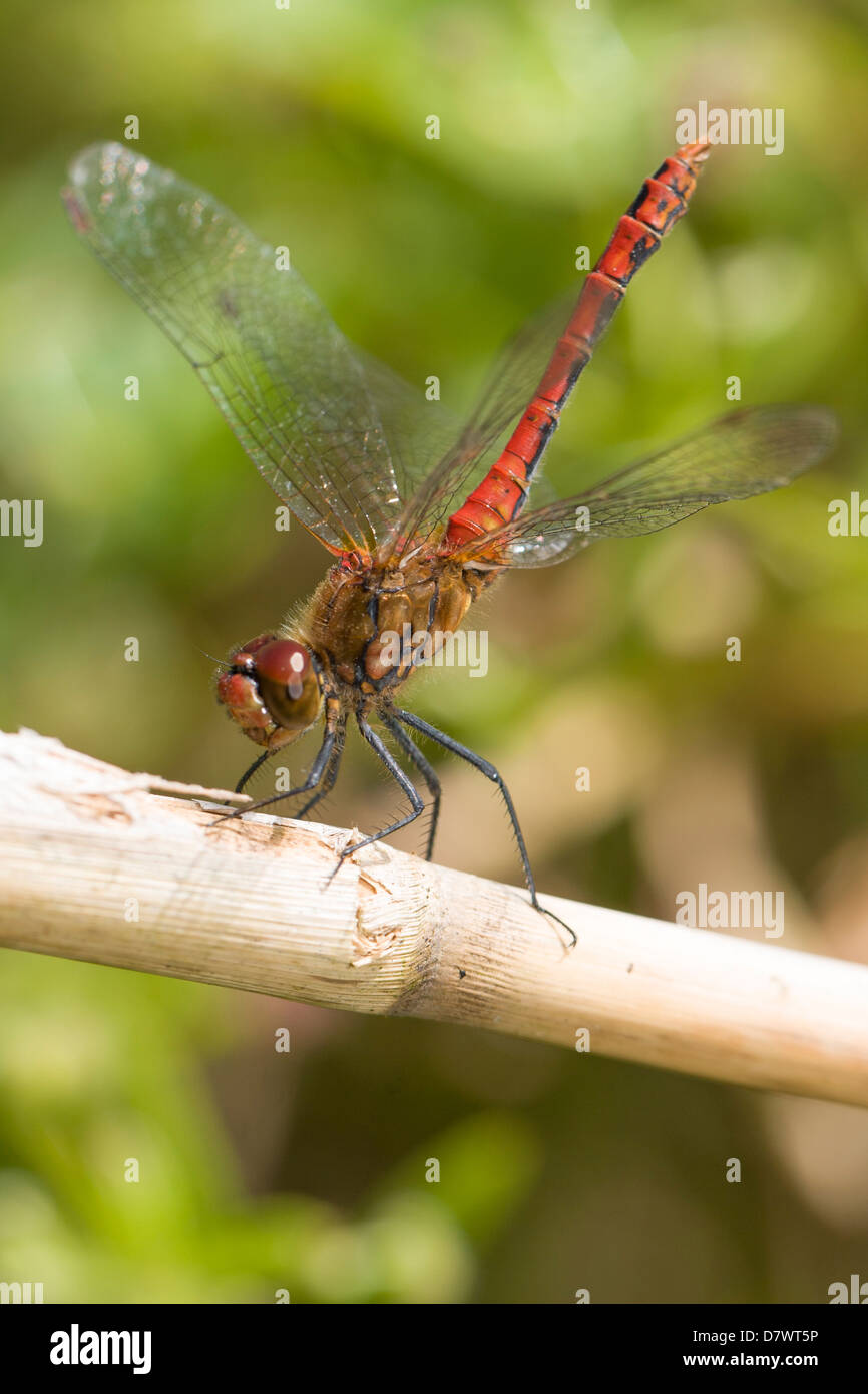 Sympetrum sanguineum hi-res stock photography and images - Alamy