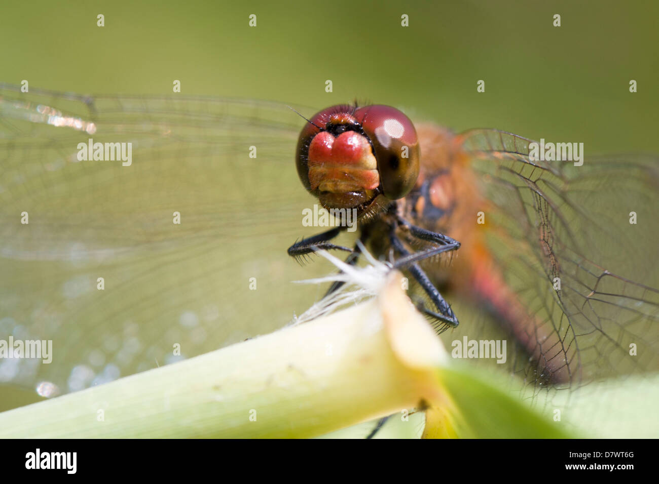Sympetrum sanguineum hi-res stock photography and images - Alamy