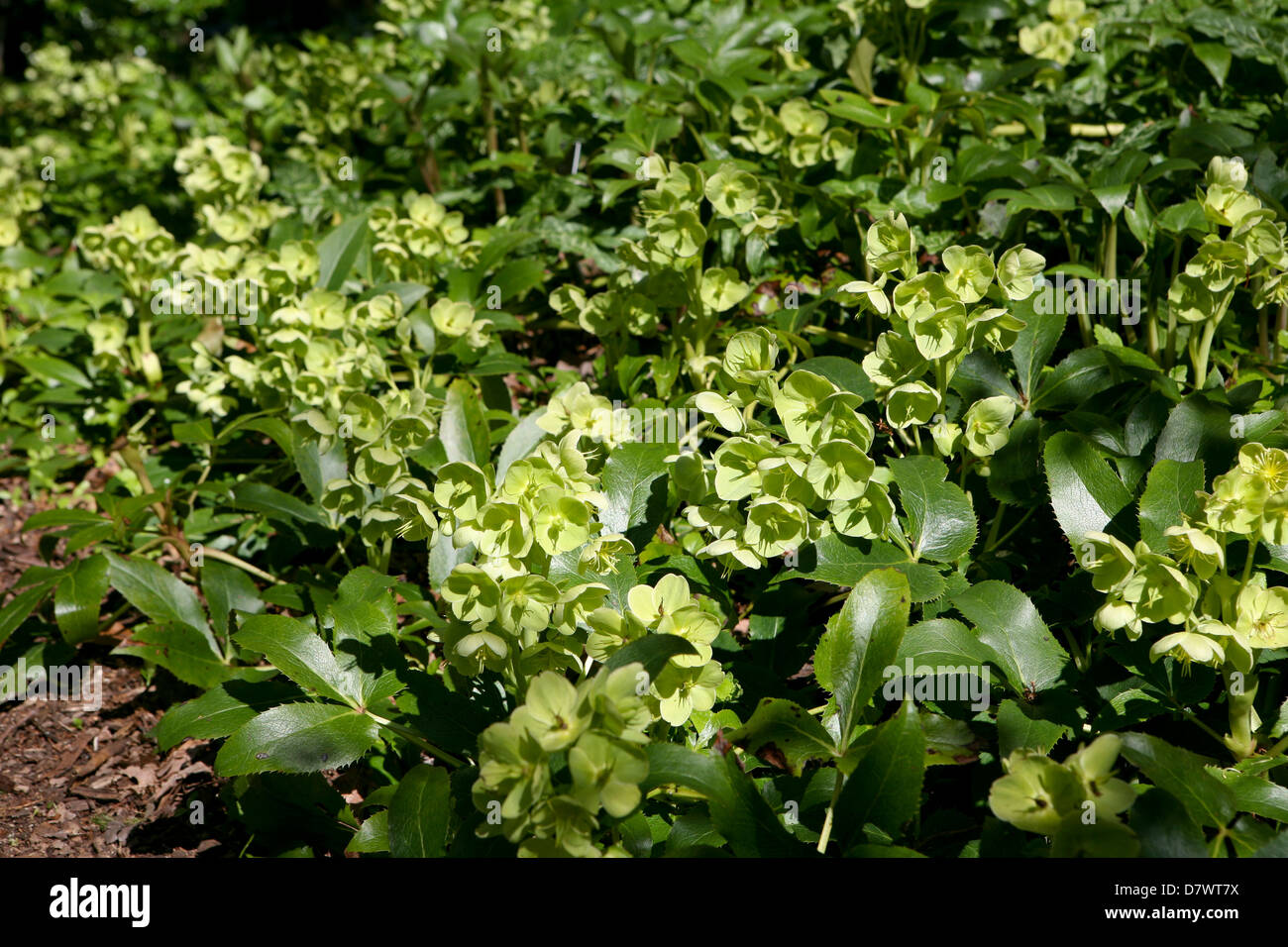 Large group of Helleborus argutifolius (holly-leaved hellebore ...