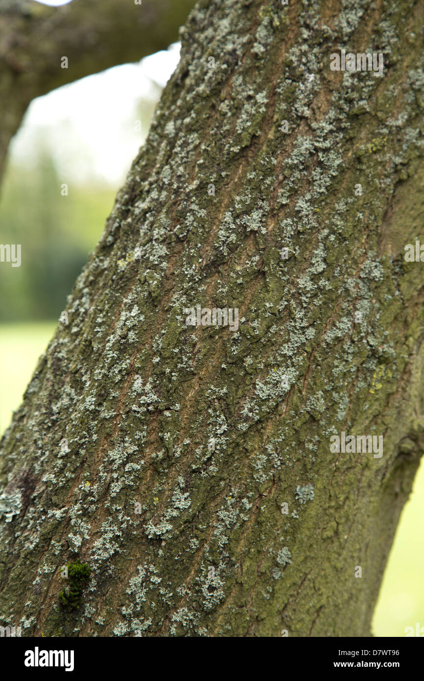 Tree trunk close up showing pattern Stock Photo - Alamy