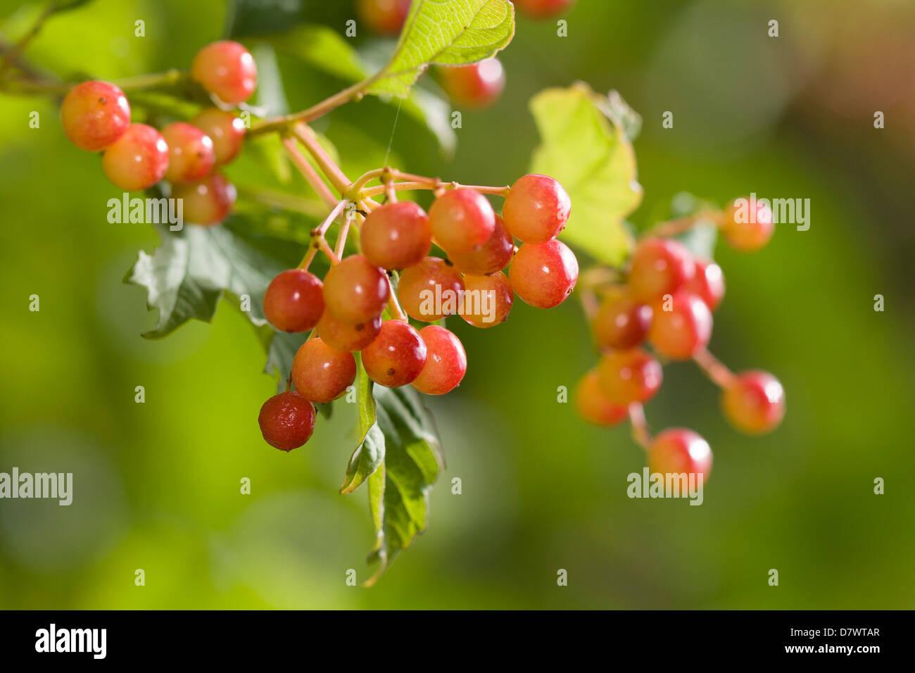 Rose beries hi-res stock photography and images - Alamy