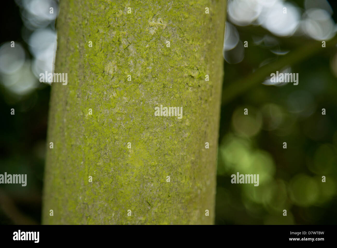 Tree trunk close up showing pattern Stock Photo - Alamy