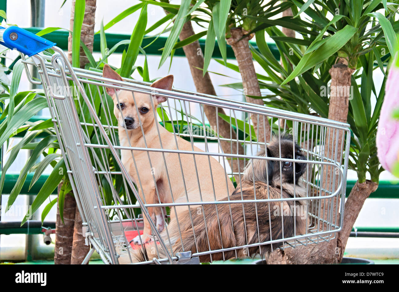 Dog In Supermarket Trolley High Resolution Stock Photography and Images ...