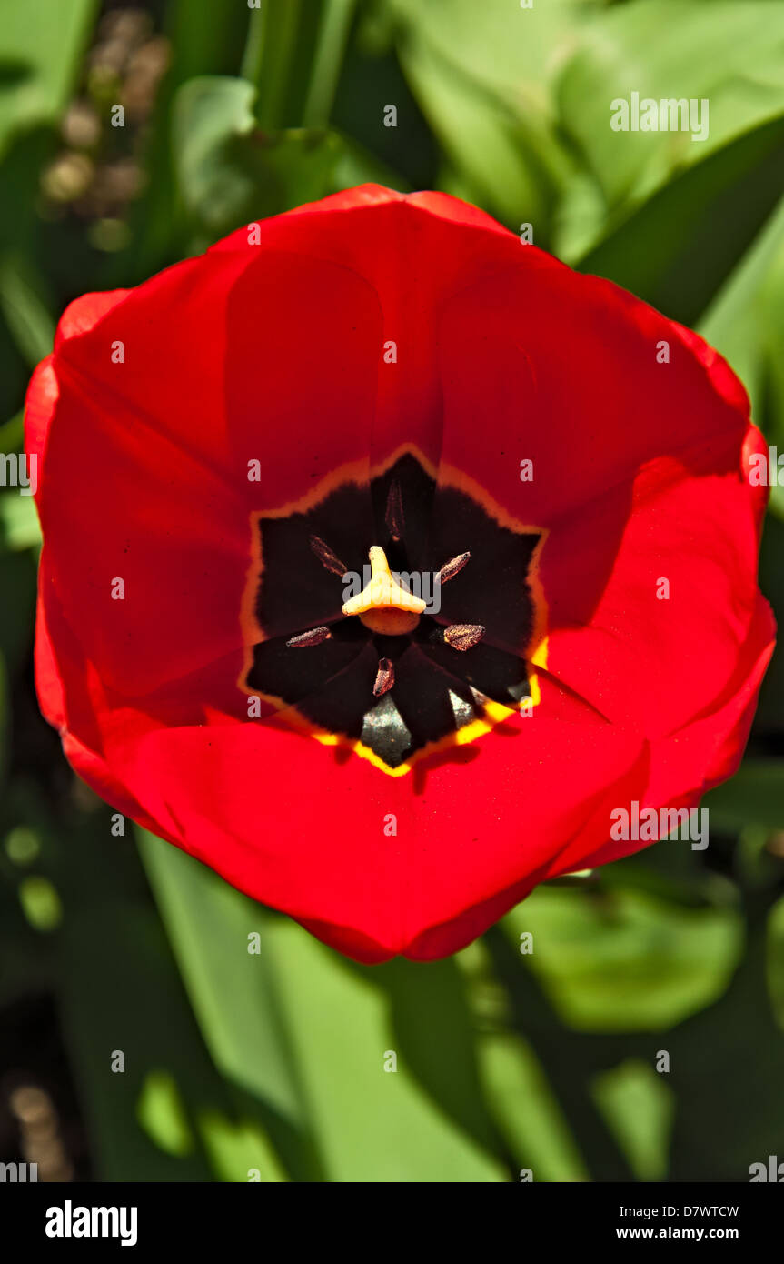 Head of a red blossoming tulip. Top view, closeup Stock Photo - Alamy