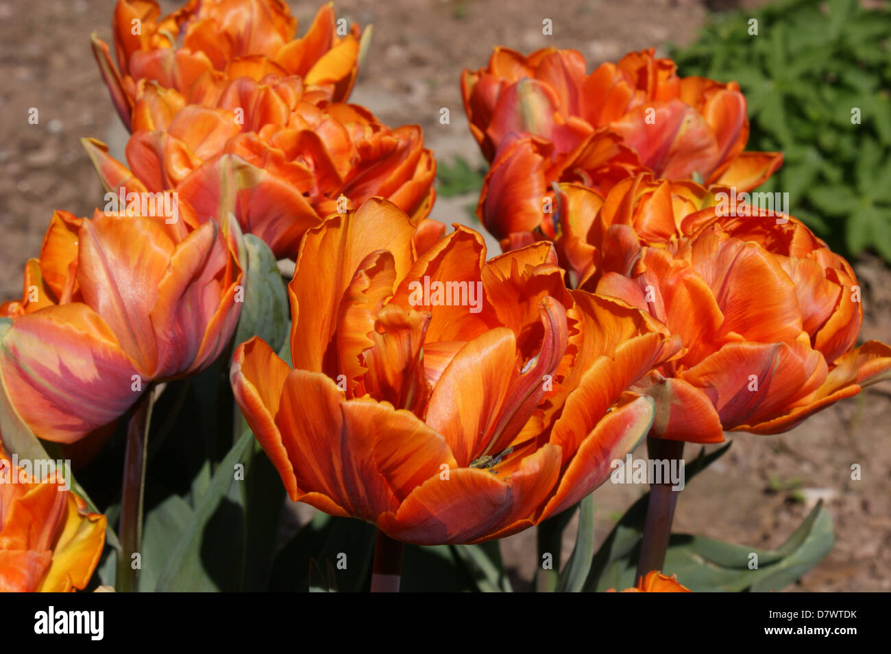 Tulip 'Orange Princess' Stock Photo - Alamy