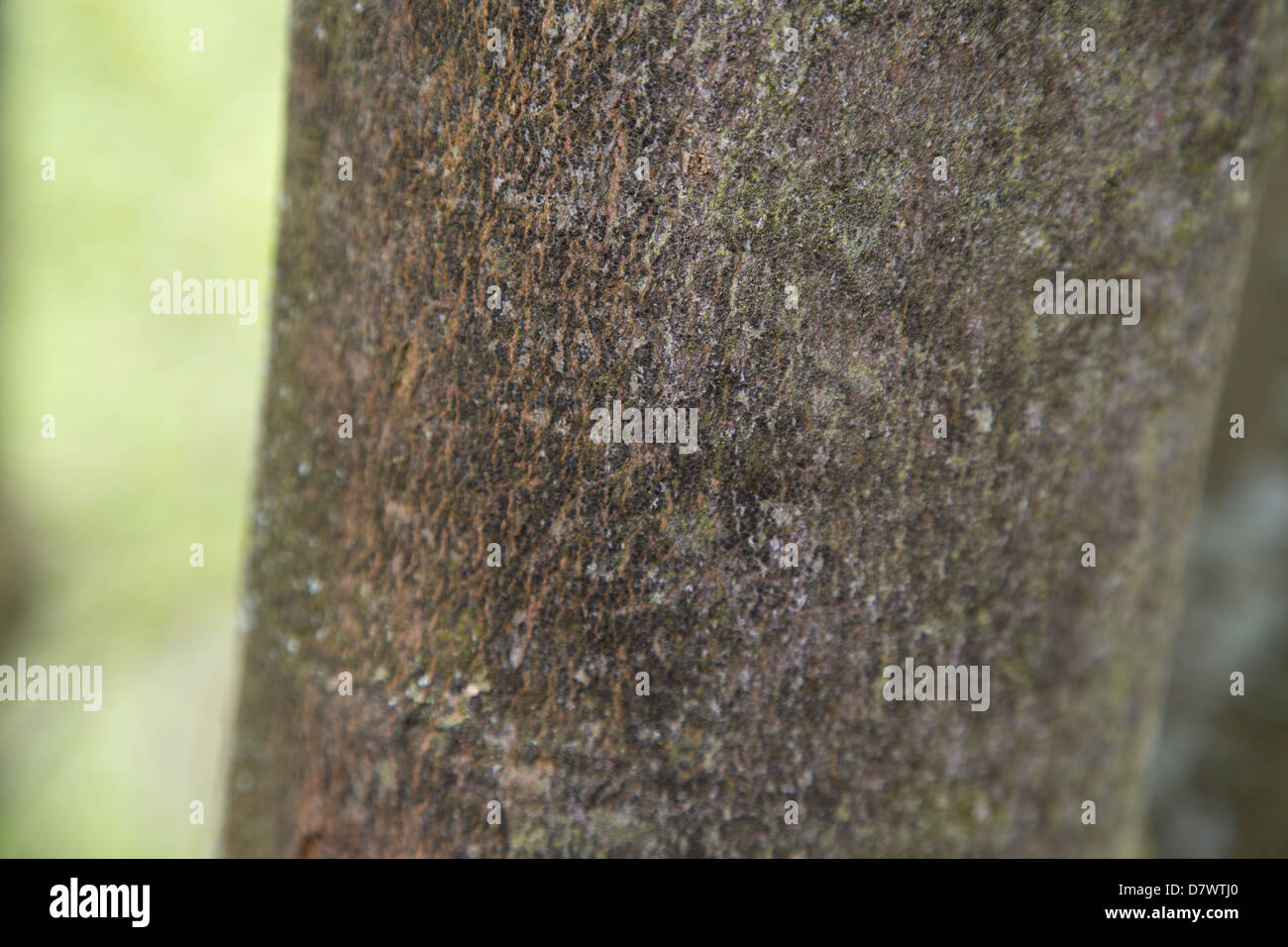 Tree trunk close up showing pattern Stock Photo - Alamy