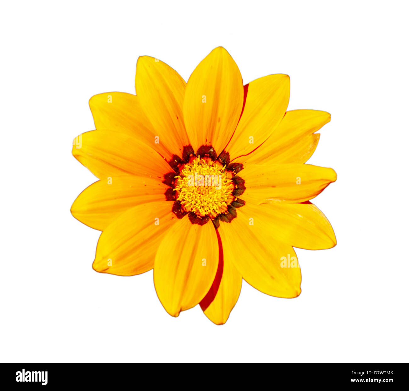 Gazania - Yellow flower head, isolated on a white background Stock ...
