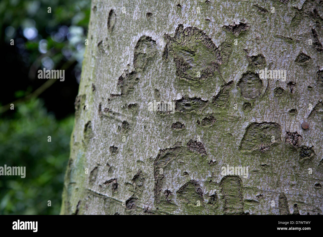 Tree trunk close up showing pattern Stock Photo - Alamy