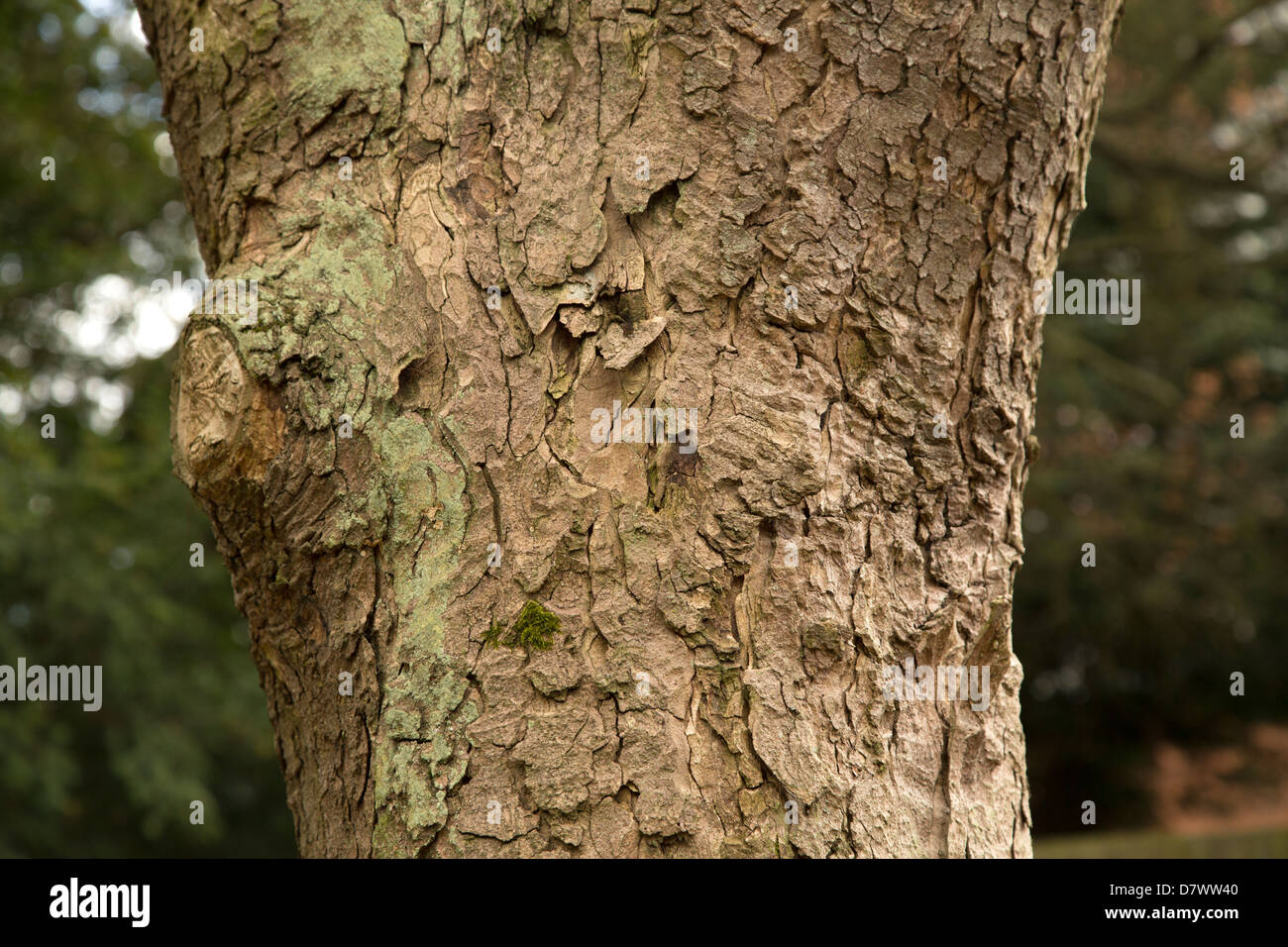 Tree trunk close up showing pattern Stock Photo - Alamy