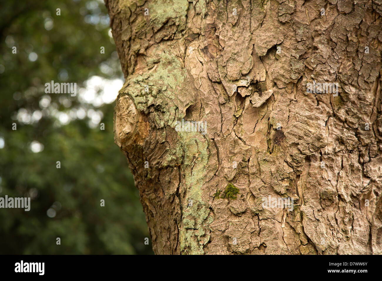 Tree trunk close up showing pattern Stock Photo - Alamy
