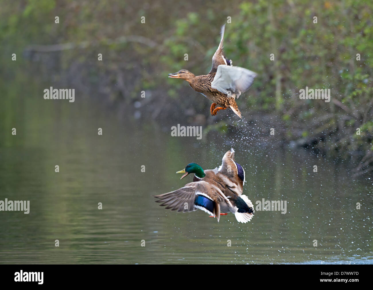 Drake and female hi-res stock photography and images - Alamy