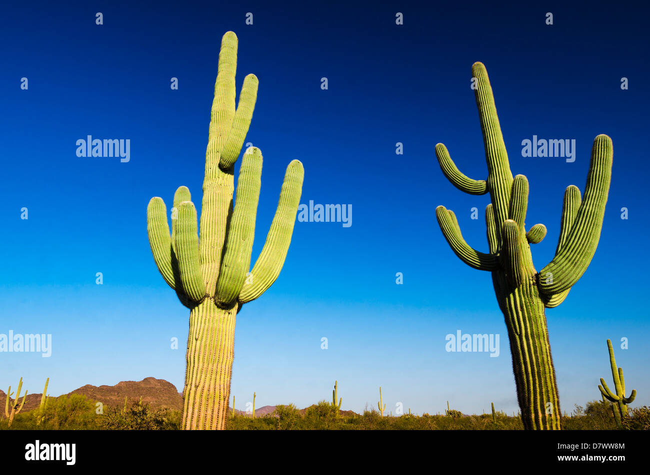 Saguaro cactus, Organ Pipe Cactus National Monument, Arizona USA Stock ...