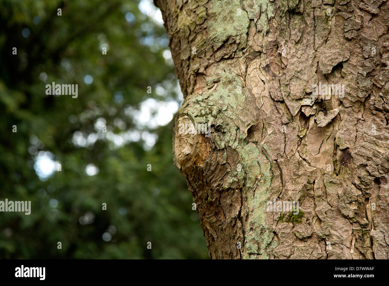 Tree trunk close up showing pattern Stock Photo - Alamy