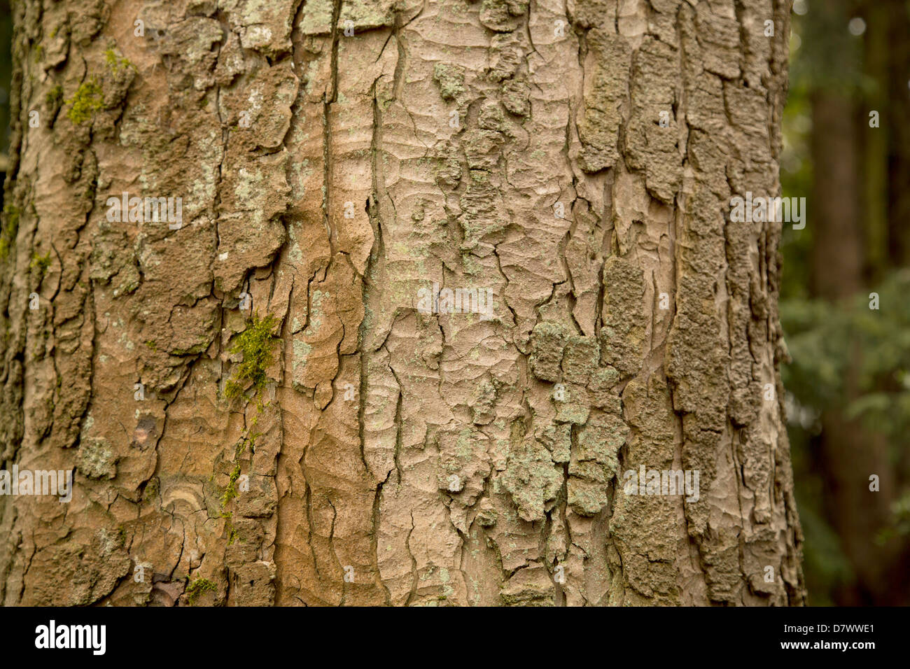Tree trunk close up showing pattern Stock Photo - Alamy