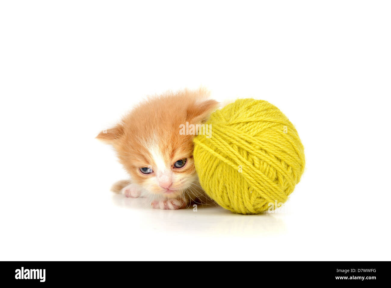 Beautiful young kitten with a wool ball Stock Photo - Alamy
