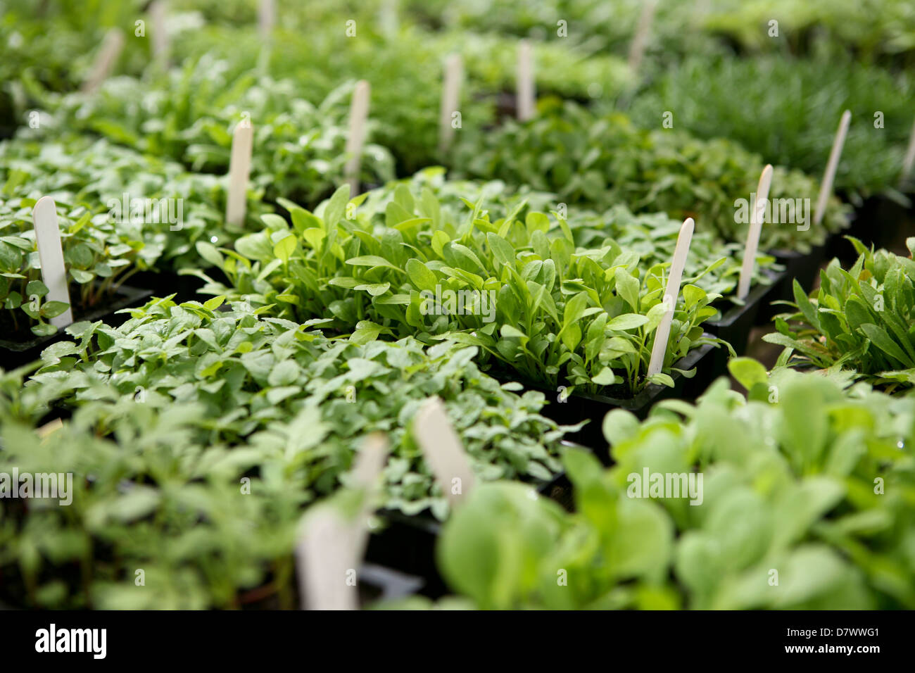 Perennial seedlings being raised in a nursery Stock Photo - Alamy