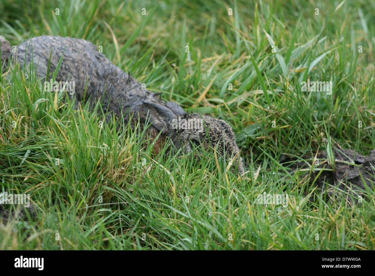 Rabbit wildlife hi-res stock photography and images - Alamy