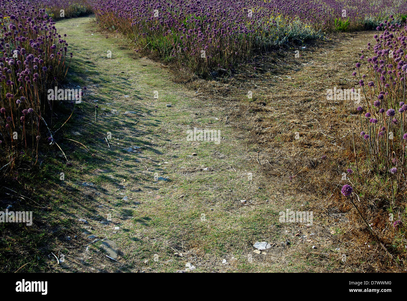 Footpath junction hi-res stock photography and images - Alamy