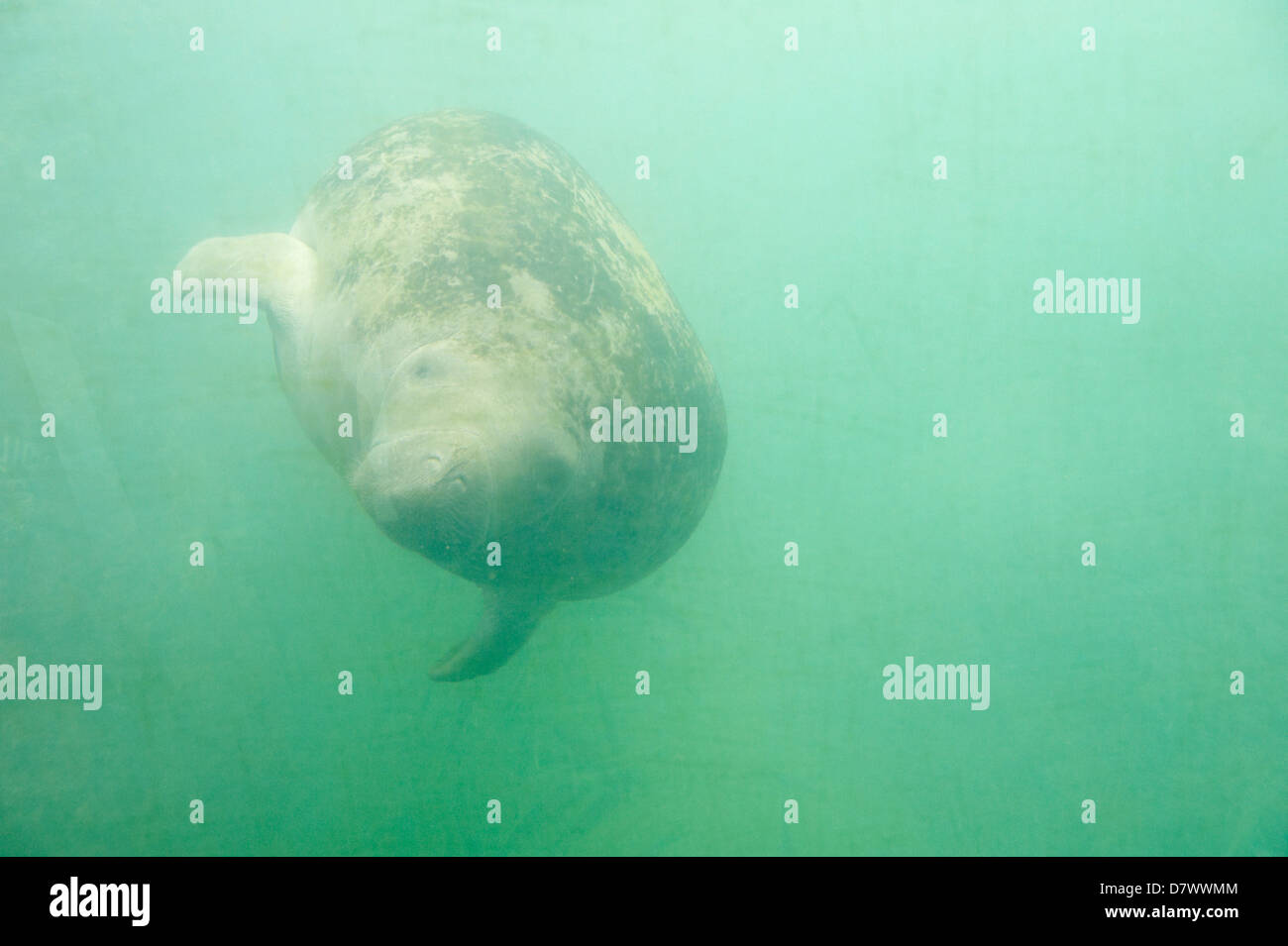 Manatee Glass