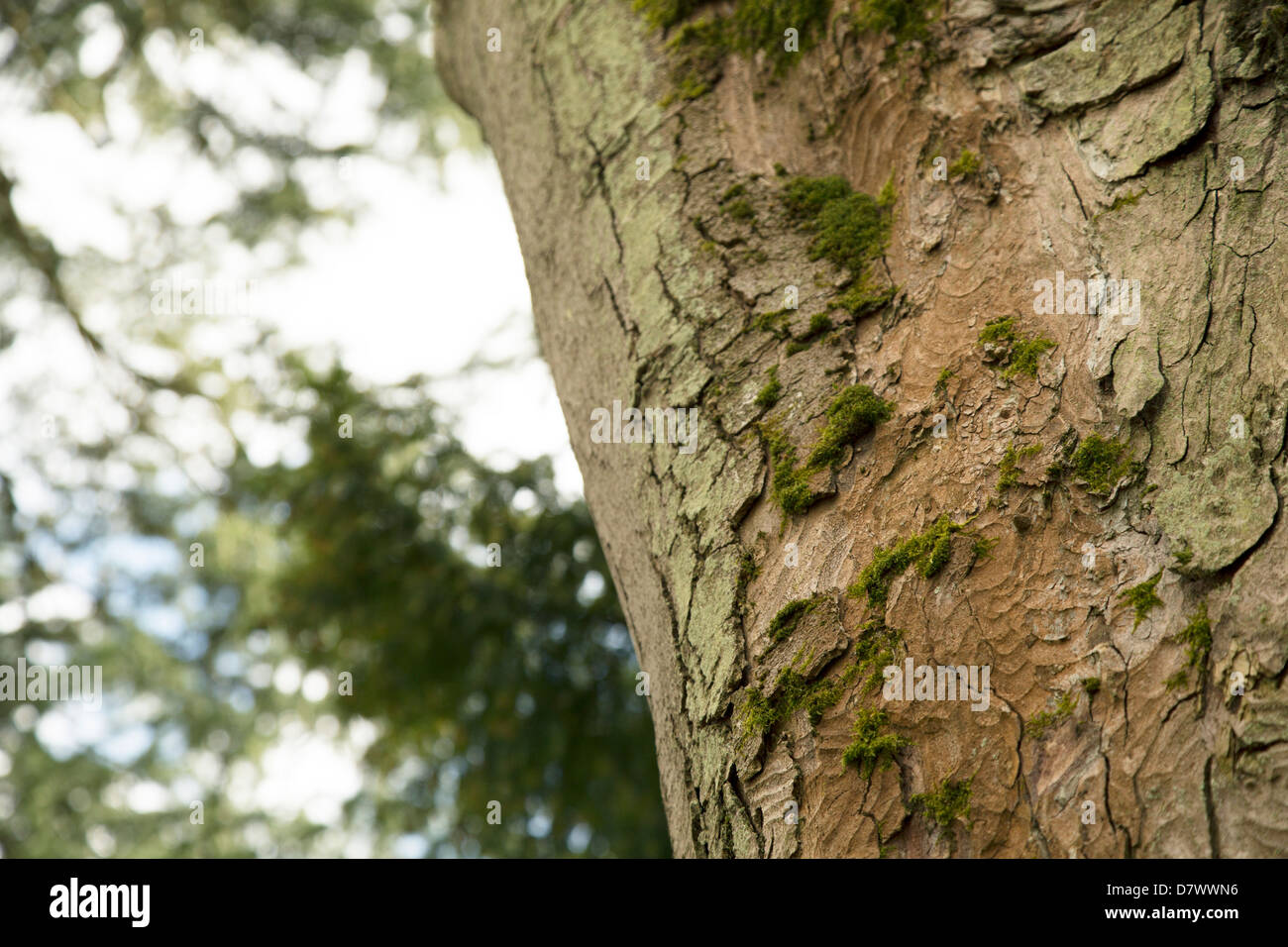 Tree trunk close up showing pattern Stock Photo - Alamy