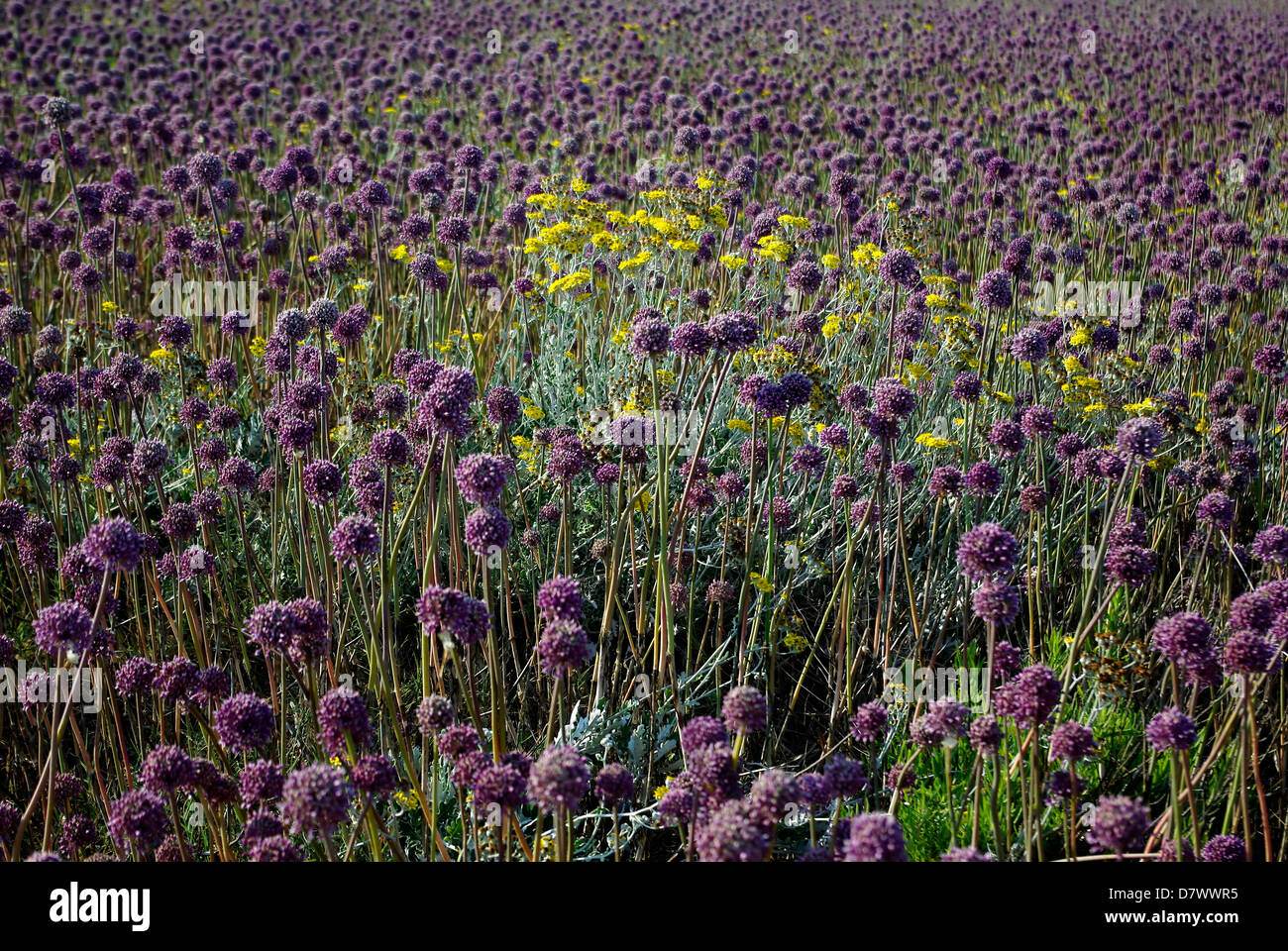 Weed field hi-res stock photography and images - Alamy