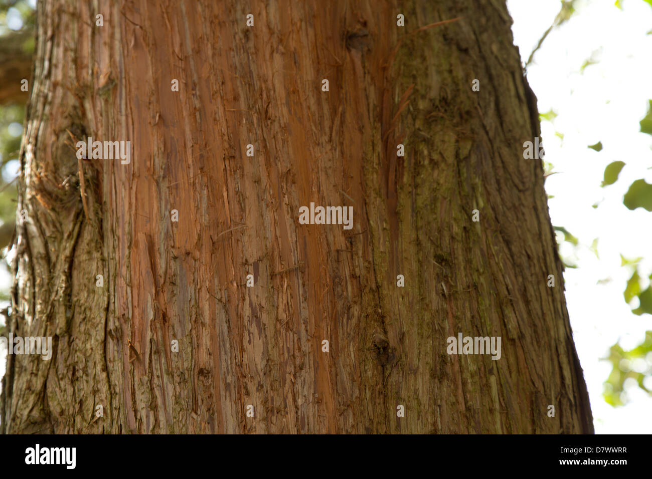 Tree trunk close up showing pattern Stock Photo - Alamy