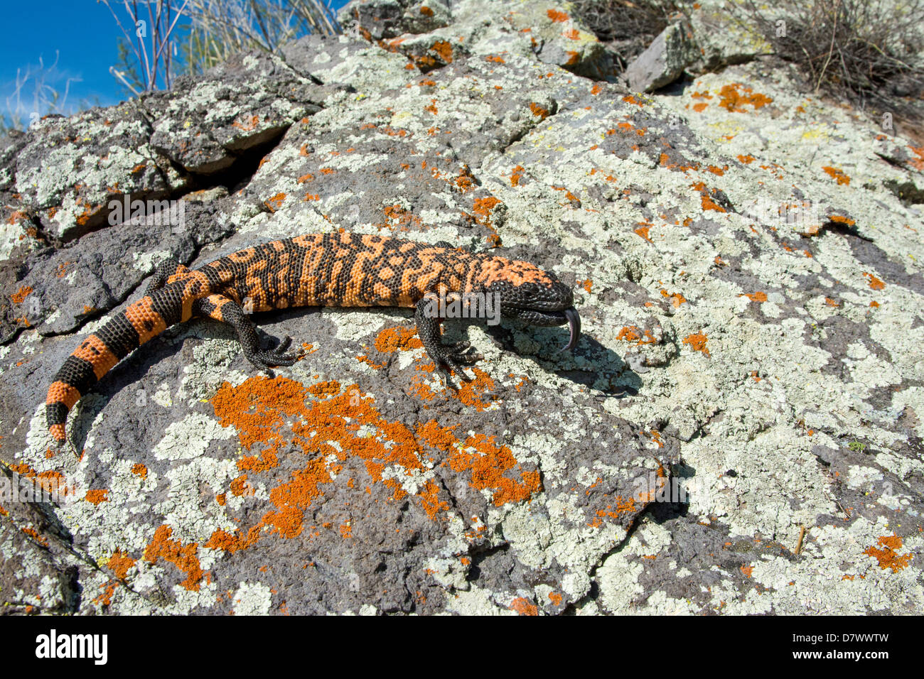 Gila Monster Heloderma suspectum suspectum Tucson, Arizona, United ...