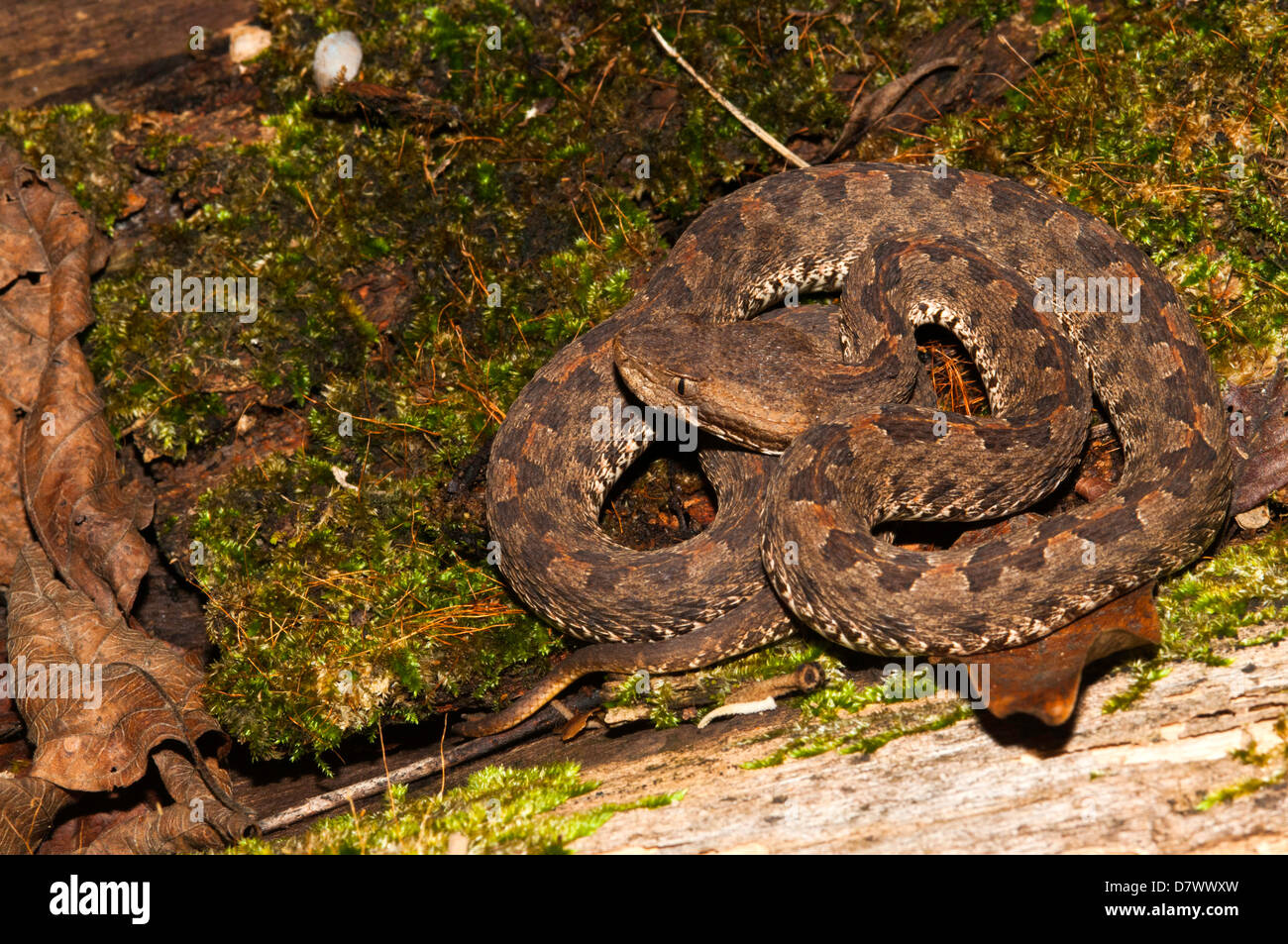 Slender Snake High Resolution Stock Photography and Images - Alamy