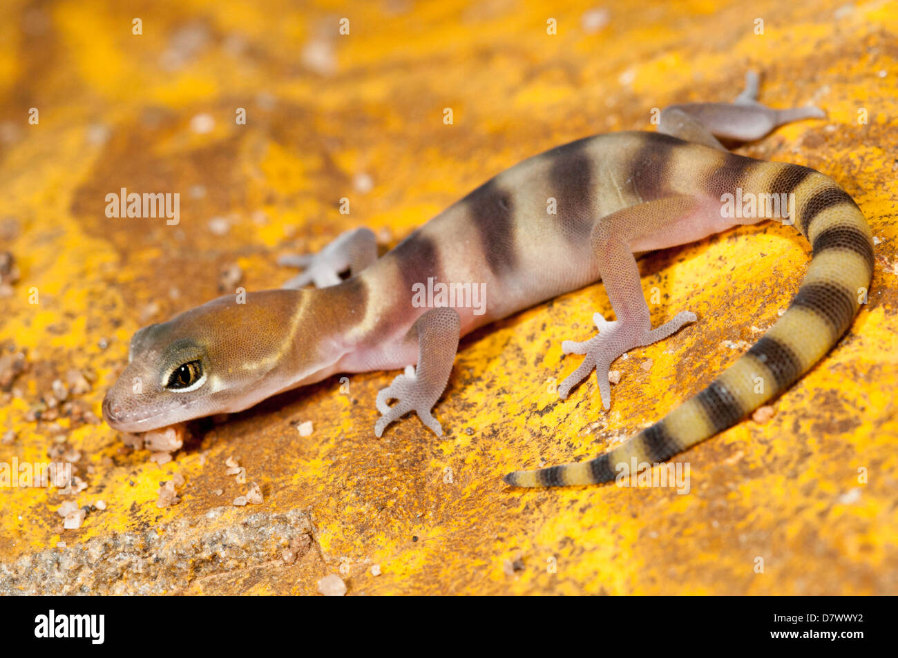 Western Banded Gecko Diet