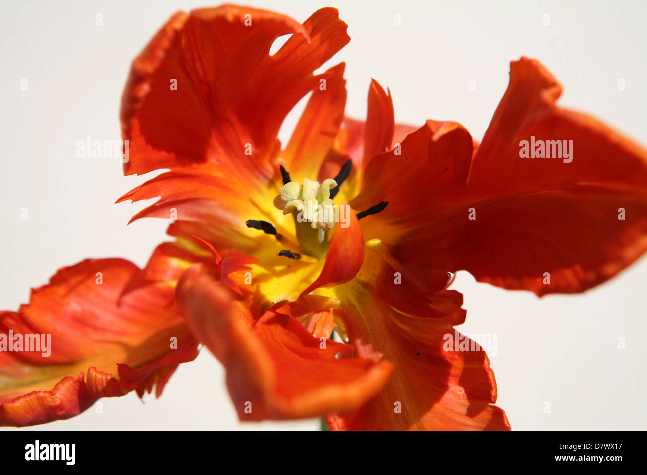 Parrot tulip hi-res stock photography and images - Alamy
