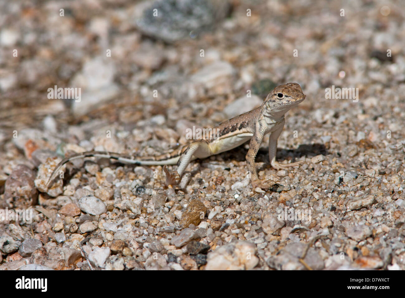 Zebra-tailed Lizard Callisaurus draconoides Tucson, Pima County ...