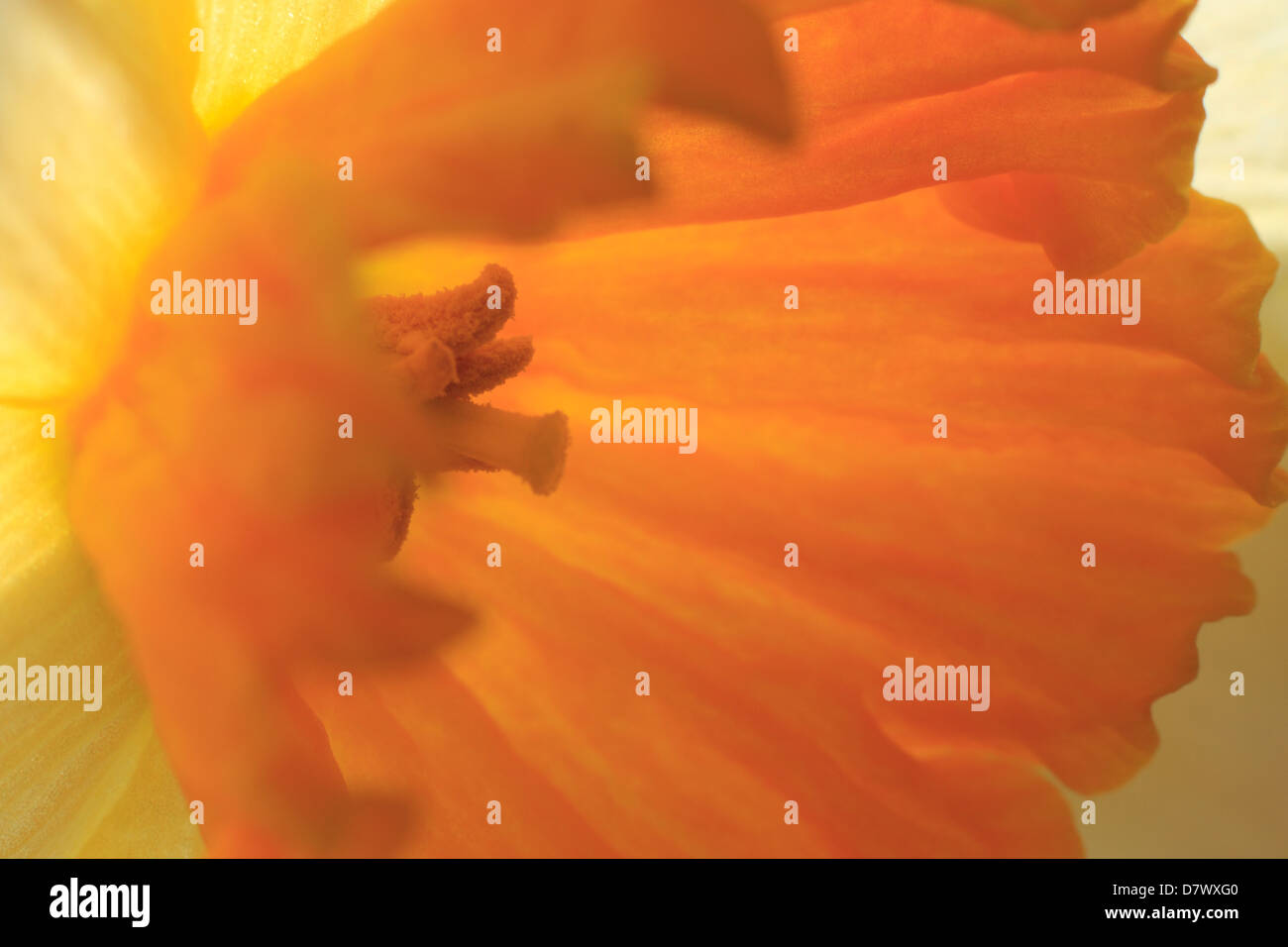 Landscape format daffodil image hi-res stock photography and images - Alamy