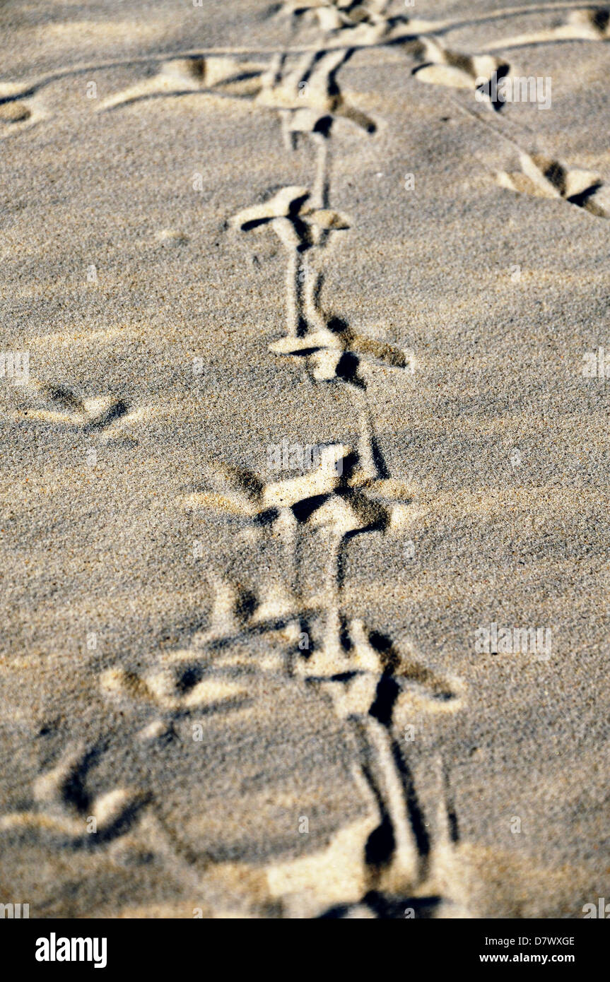Birds footprint path on sand at the sea. Vertical orientation Stock ...