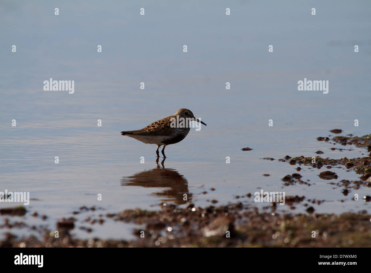 A Dunlin (Calidris alpina) in summer plumage stands in water, feeding ...
